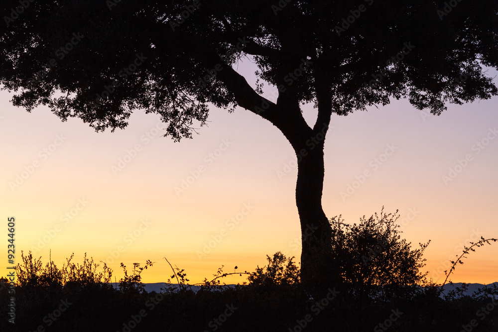 Silueta de Encina al atardecer. Quercus ilex. Sierra de la Culebra ...