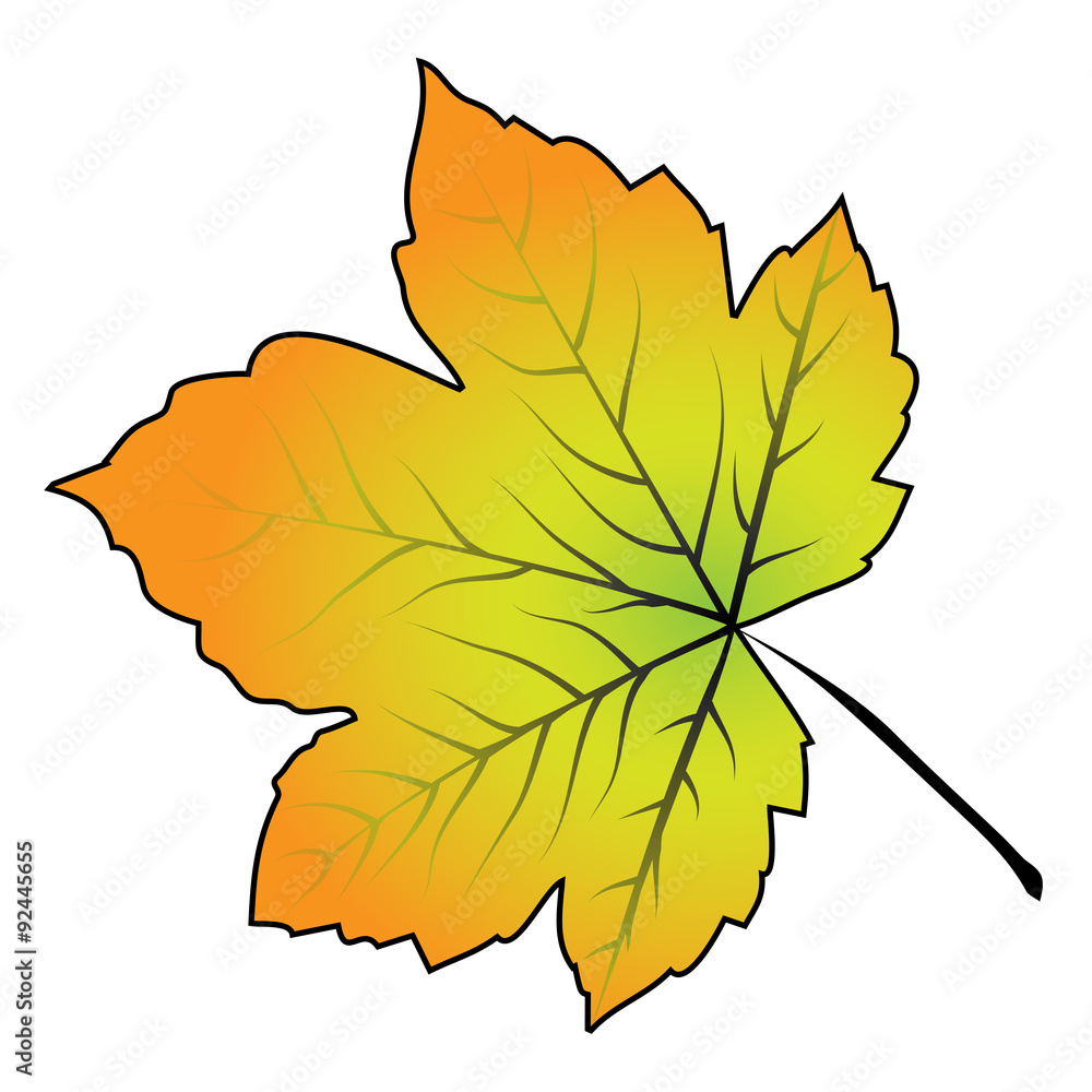 Image of cartoon maple leaf . Vector illustration isolated on white ...