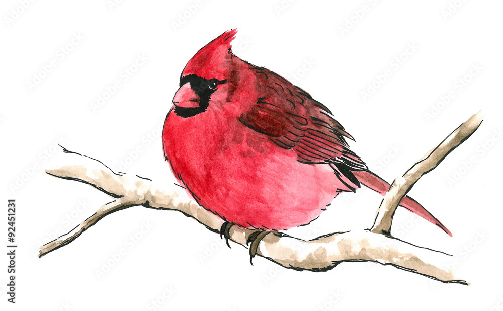 red cardinal bird perched on branch isolated white background for clip ...