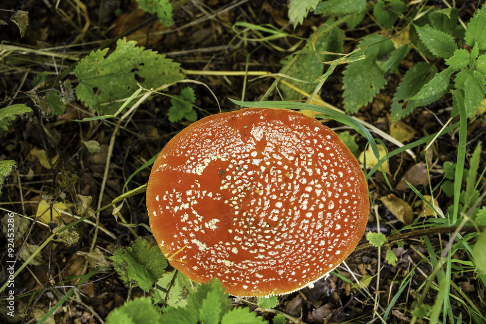 Amanita phalloides. Death cap mushroom Stock Photo | Adobe Stock