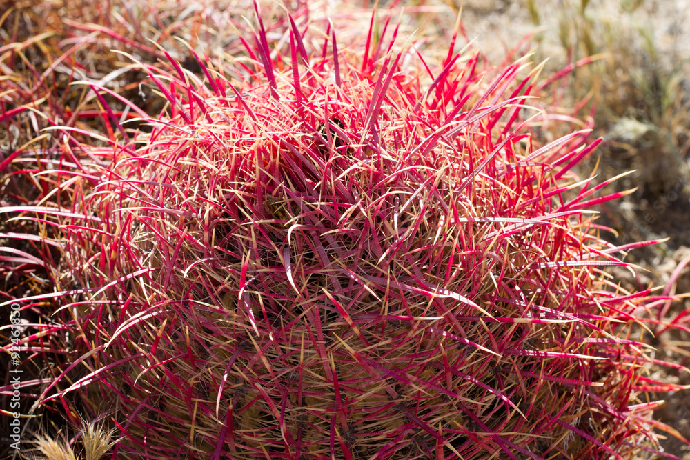 Spiny Red Barrel Cactus grows wild in Joshua Tree National Park in the ...