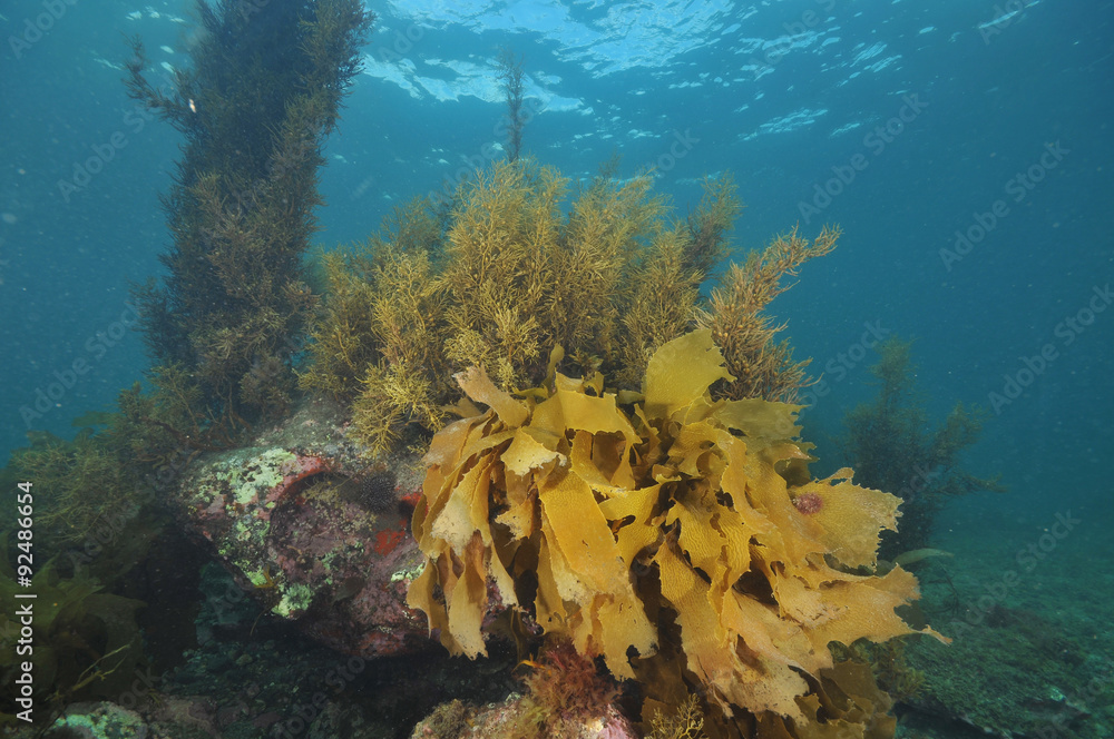 Underwater scenery of Matheson Bay in New Zeakand during a day with a ...