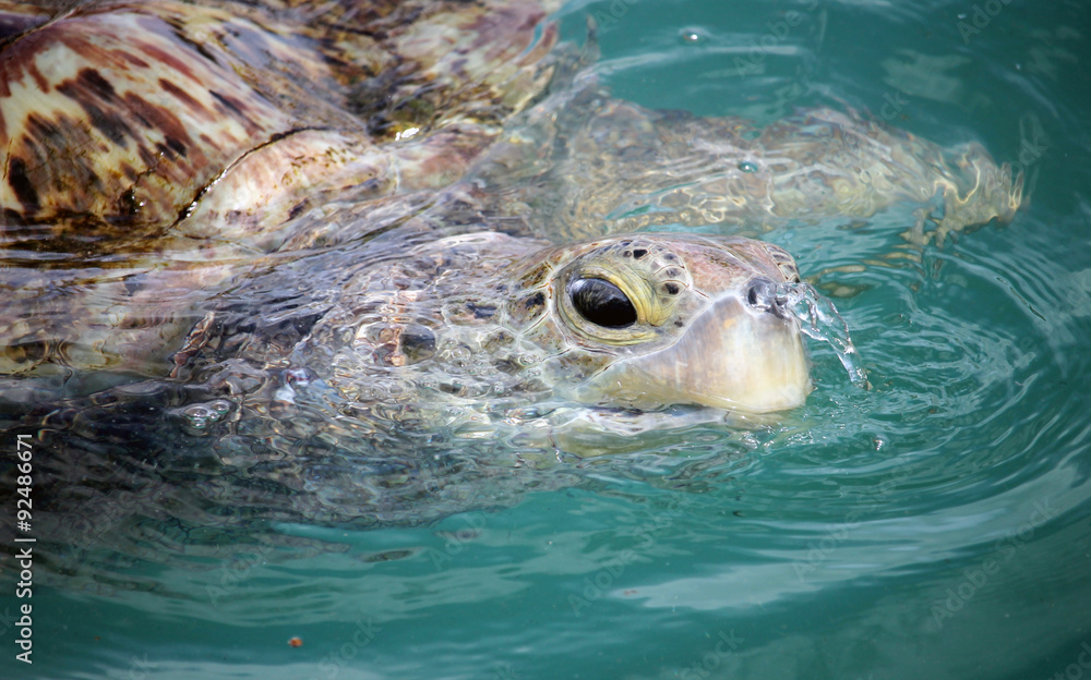 Sea Turtle Swimming Stock Photo | Adobe Stock