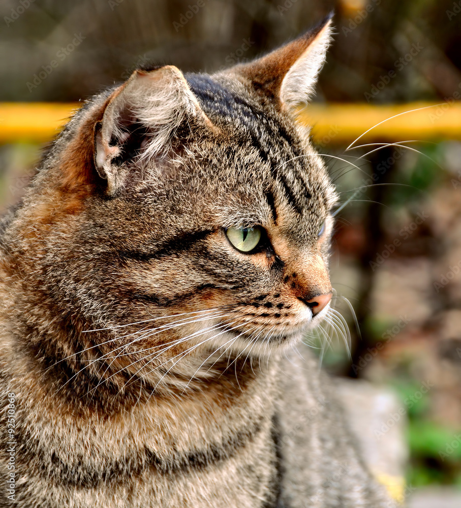 beautiful tabby cat Stock Photo | Adobe Stock