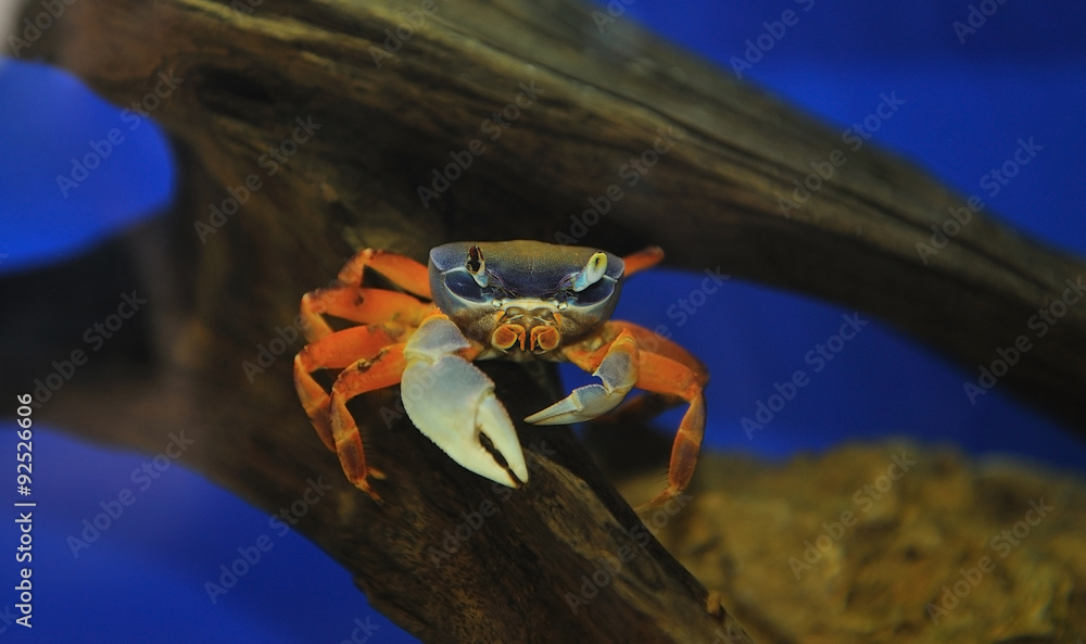 Freshwater Aquarium Crabs