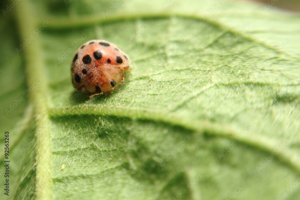 tiny ladybug Stock Photo | Adobe Stock