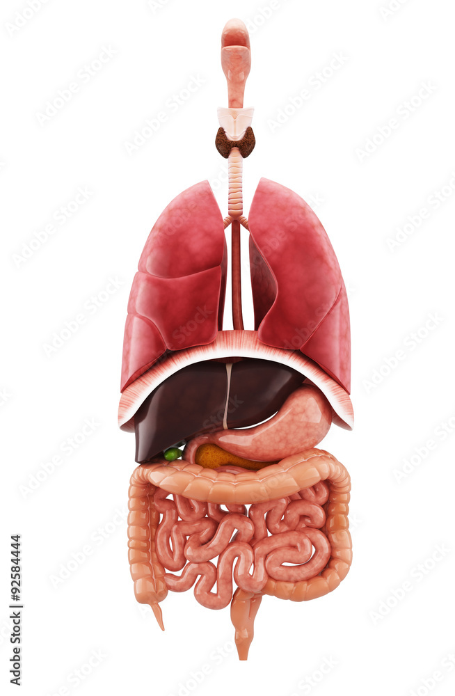 Human anatomy digestive system cutaway,human heart, including mouth ...