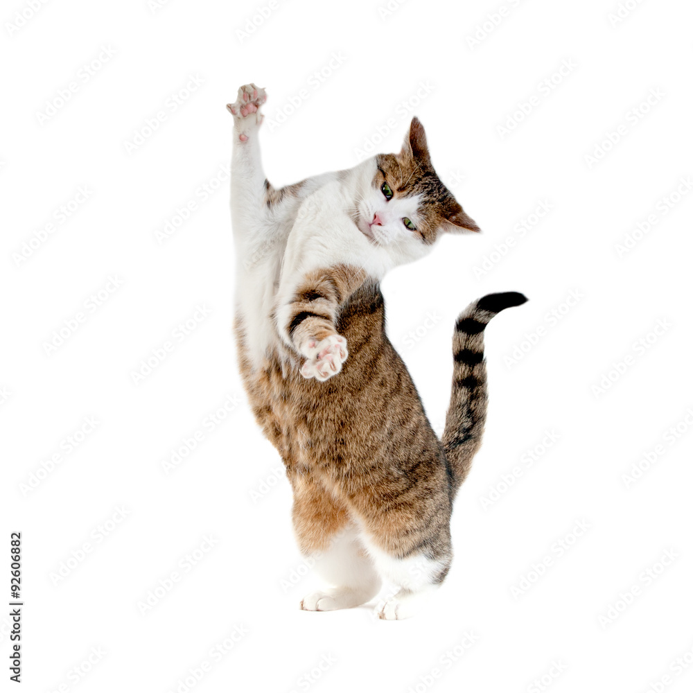 Katze im Sprung Stock-Foto | Adobe Stock