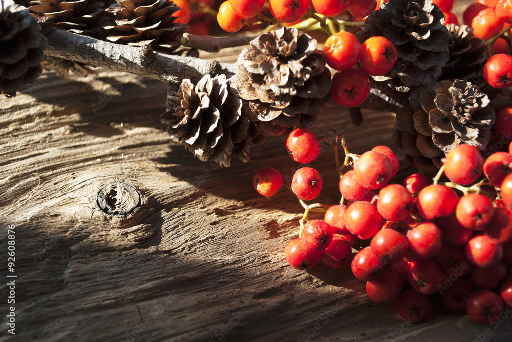 Vogelbeeren, Beeren der Eberesche, Sorbus aucuparia und Tannenzapfen ...