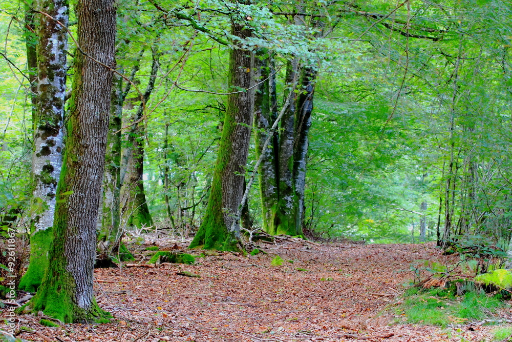 Forêt verte /Forêt de conifère au feuillage vert Stock Photo | Adobe Stock