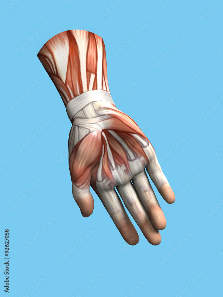 Extensor Retinaculum Wrist