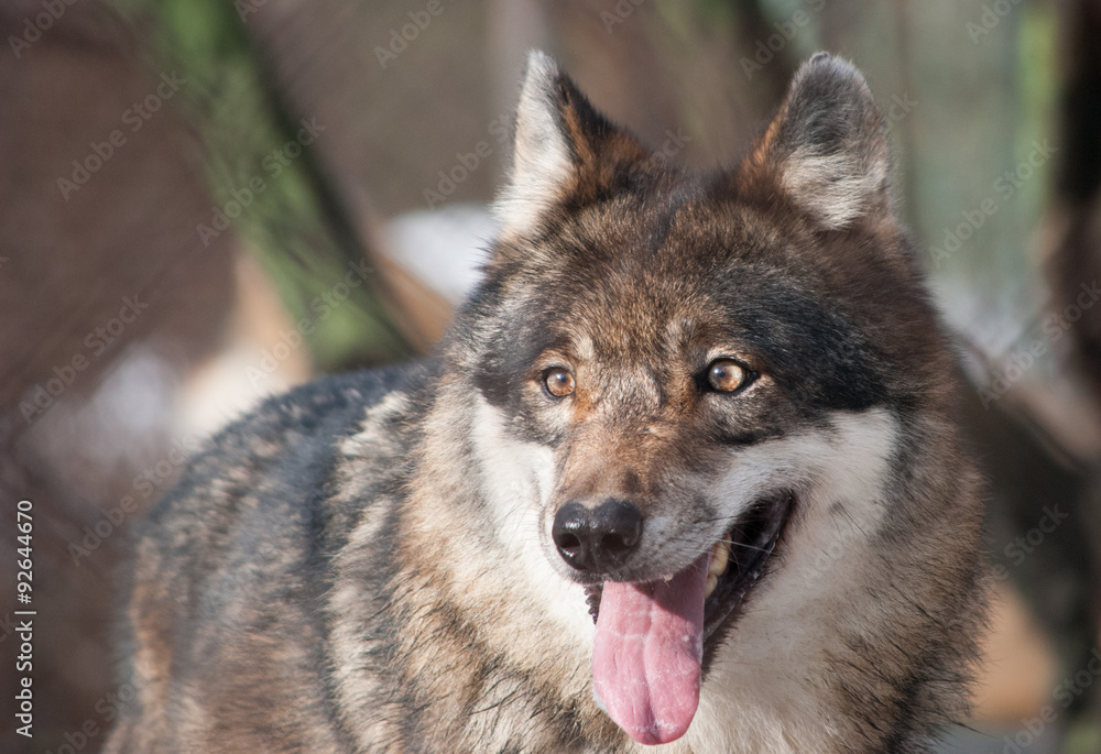 wolf portrait Stock Photo | Adobe Stock