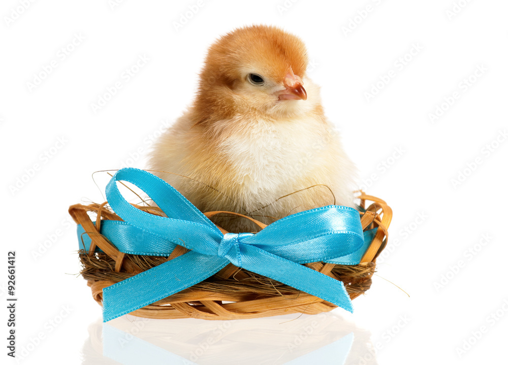 Chicken in nest Stock Photo | Adobe Stock