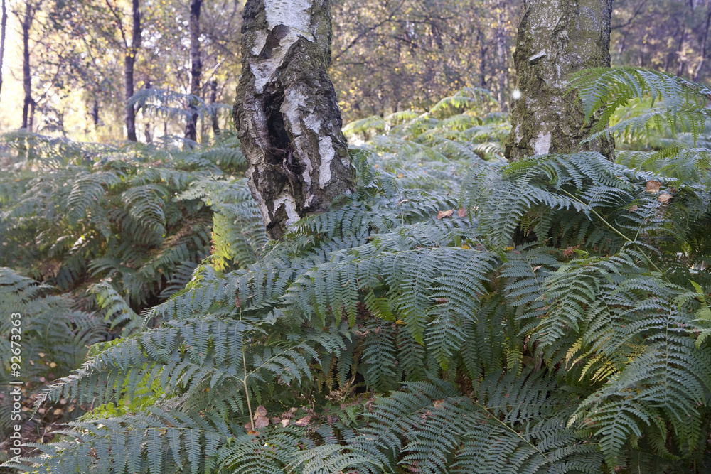 Birch trees drowning in Bracken. The bracken has grown wild over the ...