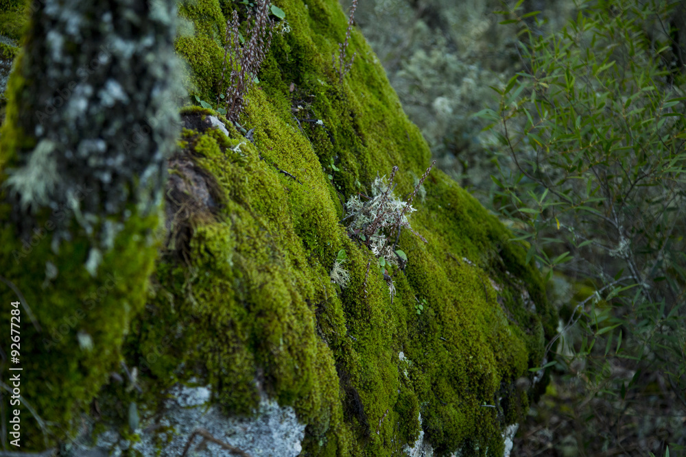 musgos 02 / primer plano de gran roca llena de musgos y líquenes, con ...
