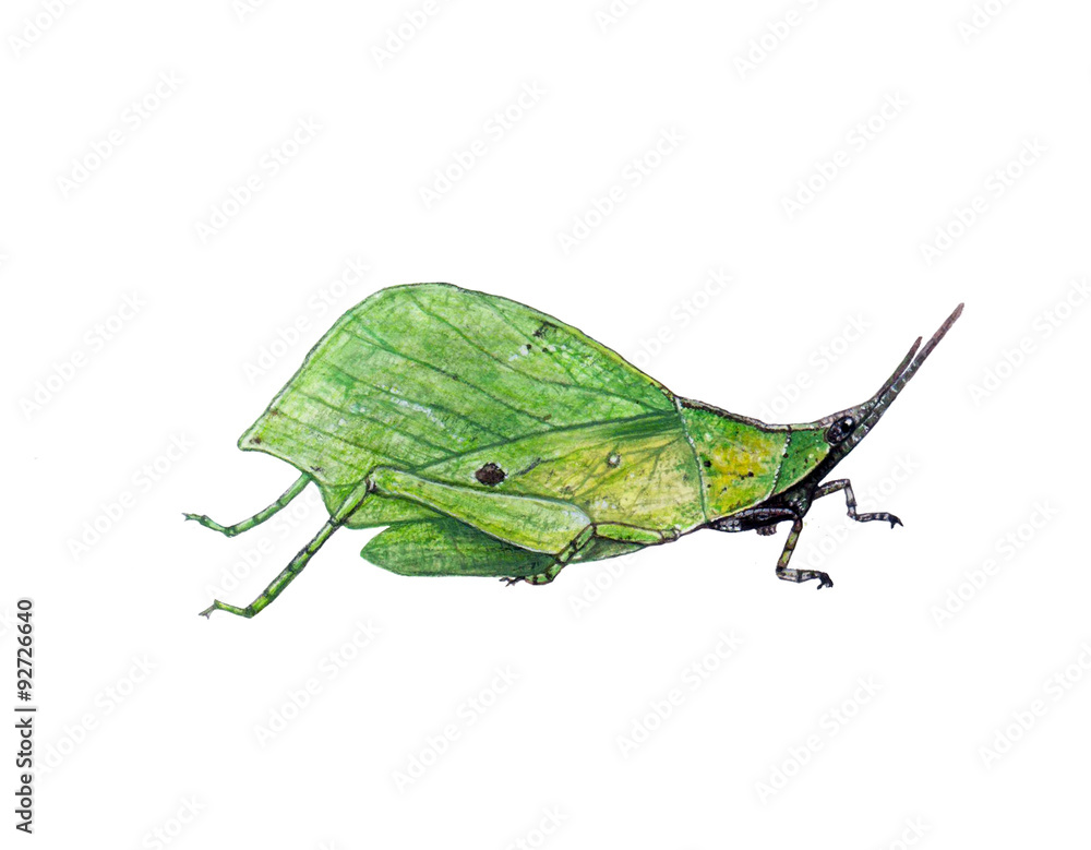 Katydid Drawing