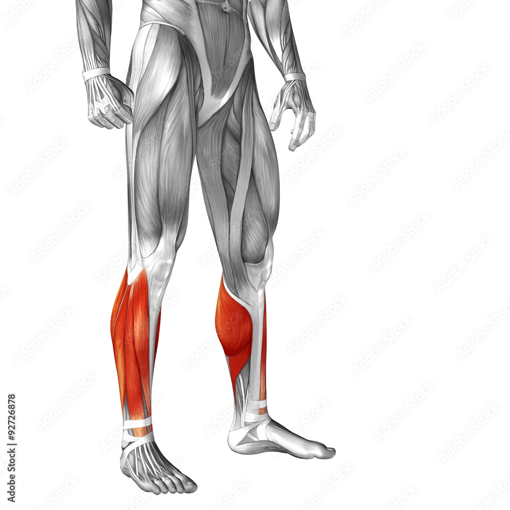 Conceptual 3D human front lower leg muscle anatomy Stock Illustration ...