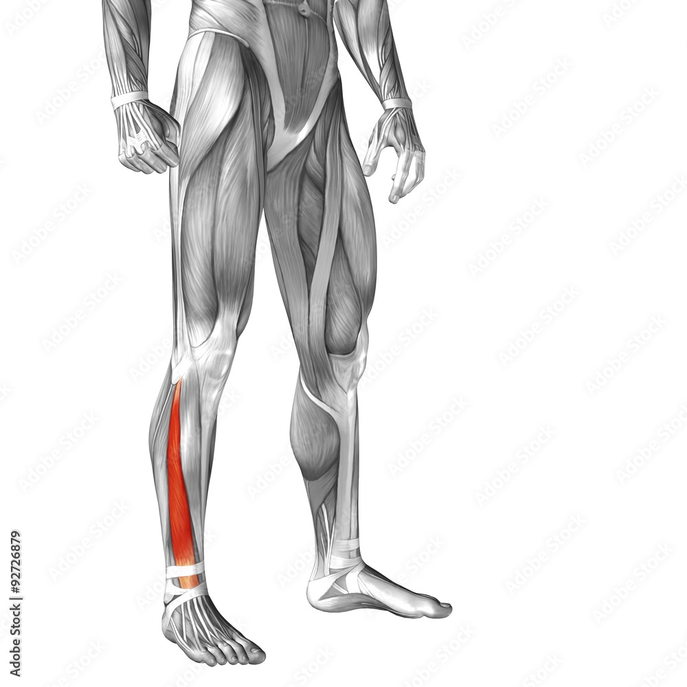 Conceptual 3D human front lower leg muscle anatomy Stock Illustration ...