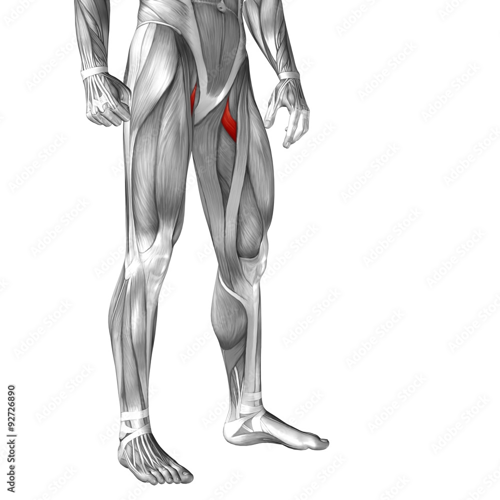 Conceptual 3D human front upper leg muscle anatomy Stock Illustration ...
