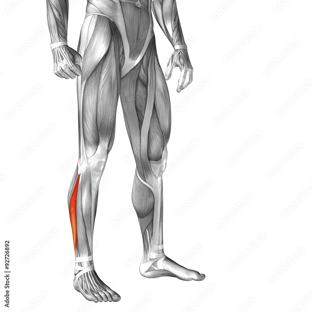 ภาพประกอบสต็อก Conceptual 3D human front lower leg muscle anatomy ภาพ ...
