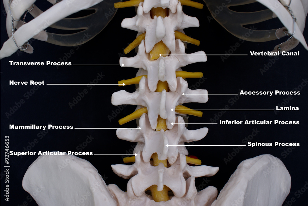 Posterior Aspect of Lumbar Spine, Labelled Stock Photo | Adobe Stock
