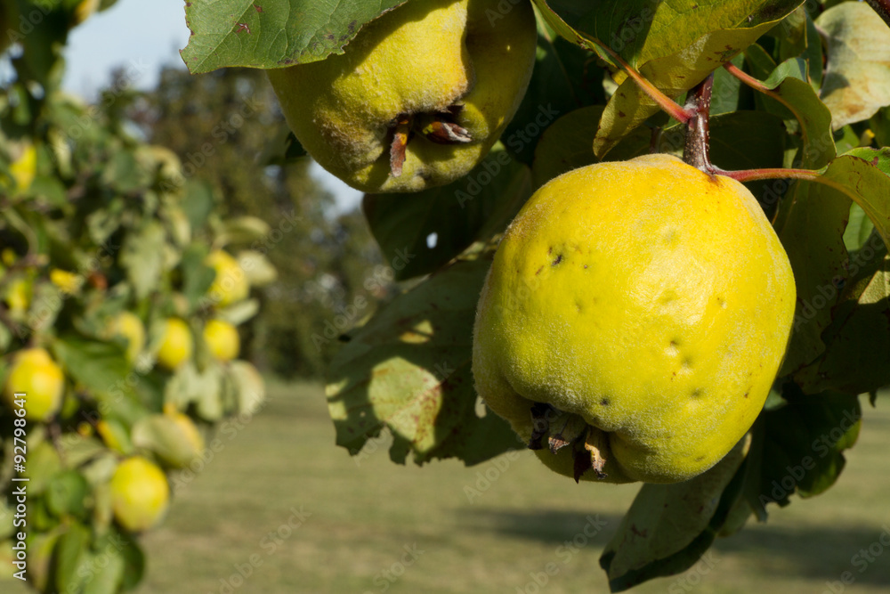Quitten Stock-Foto | Adobe Stock