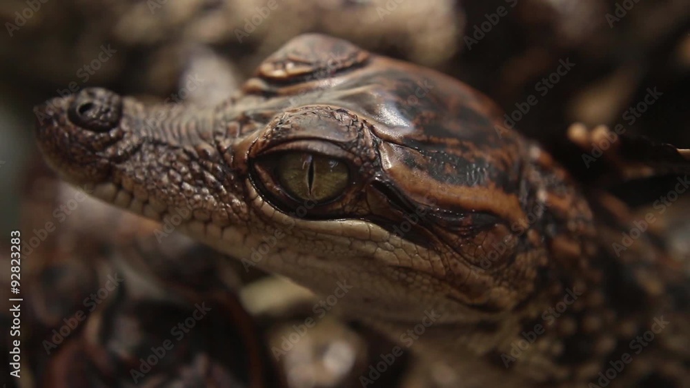 Close up shot of baby crocodiles, focussing on the head and eyes of a ...