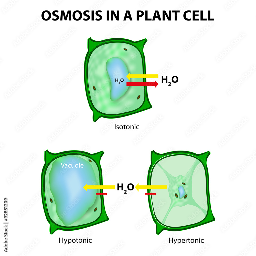 Osmosis in a Plant Cell Stock Vector | Adobe Stock