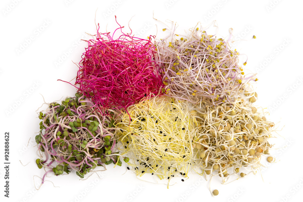 Verschiedene Sprossen Stock-Foto | Adobe Stock