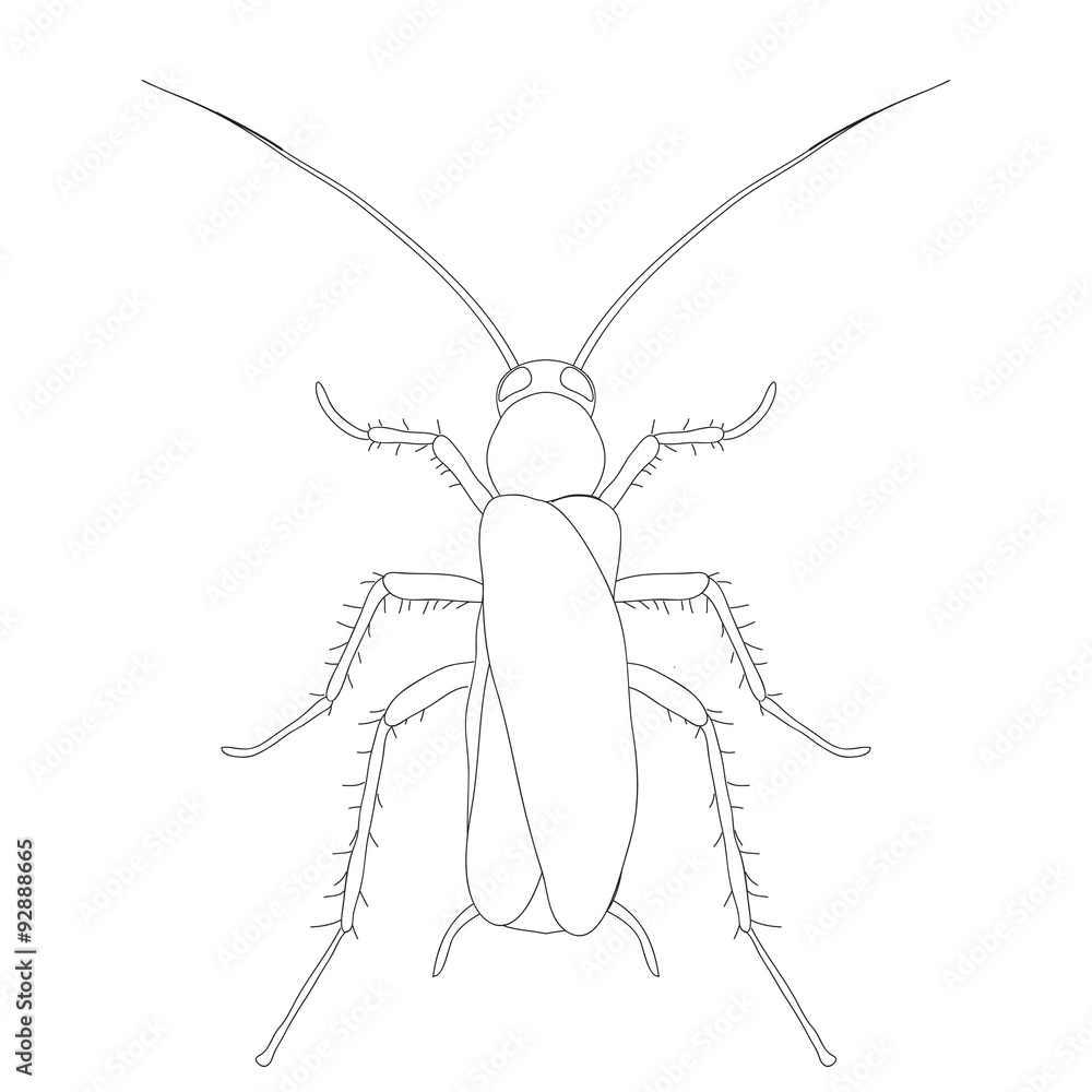 Blattella germanica. cockroach. Sketch of cockroach. cockroach isolated ...