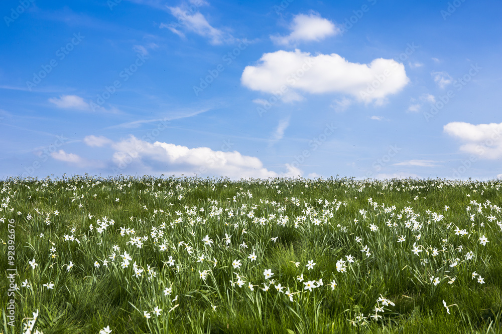 Primavera sulle prealpi, prato verde con fiori bianchi, cielo azzurro ...