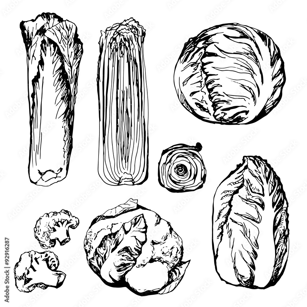 Hand drawn green vegetables: cauliflower, cabbage, lettuce Stock Vector ...