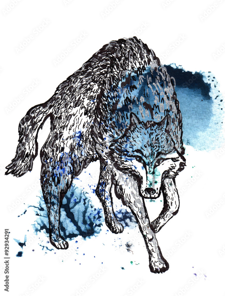 Wolf black and silver drawing on a blue green watercolor splash ...