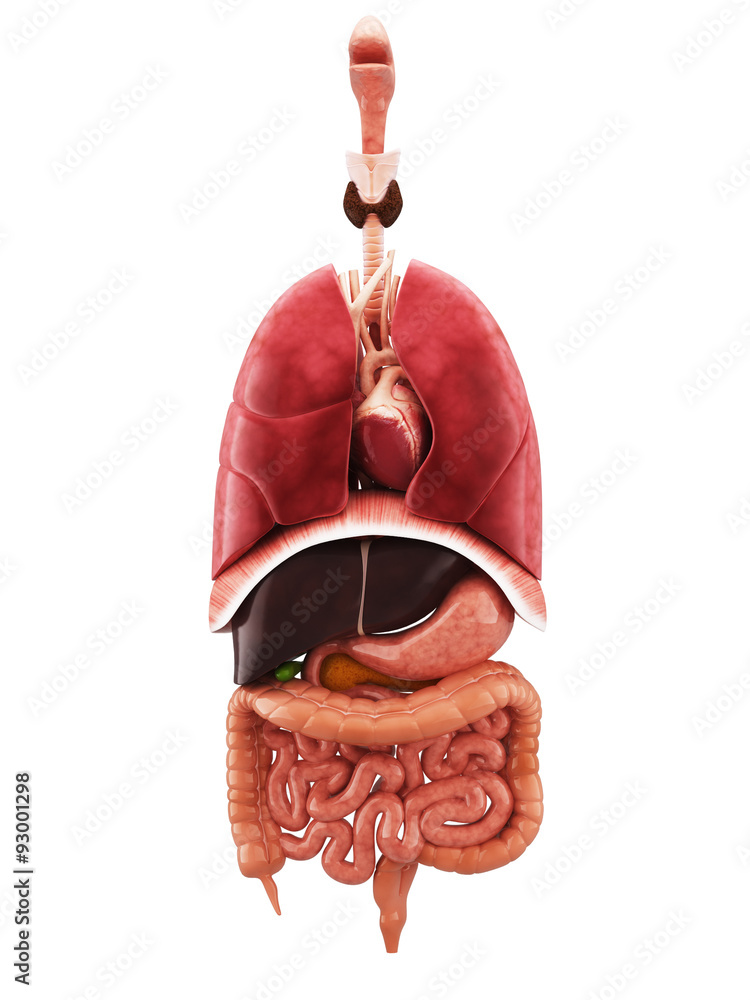 Human anatomy digestive system cutaway, including mouth. The other ...