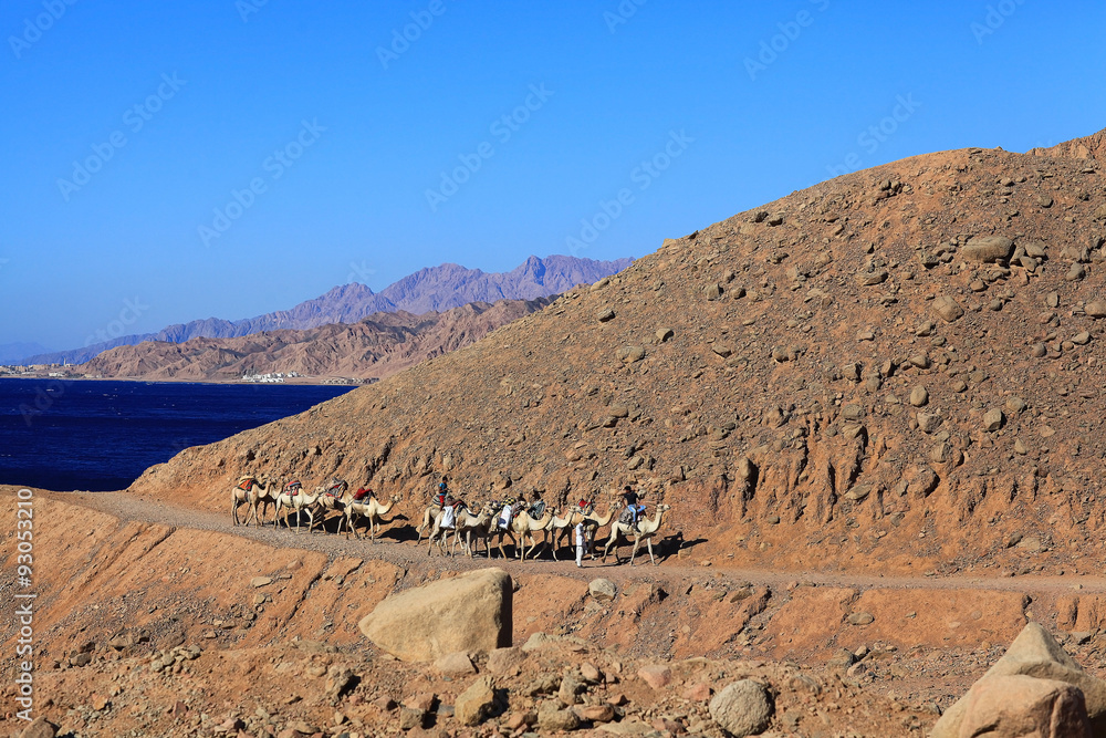 Sharm El Sheikh, EGYPT – JUNE 15: escalators caravan of camels in the ...