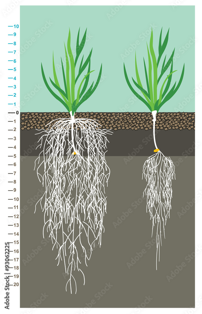 The grain of wheat root system comparing the root system under good ...