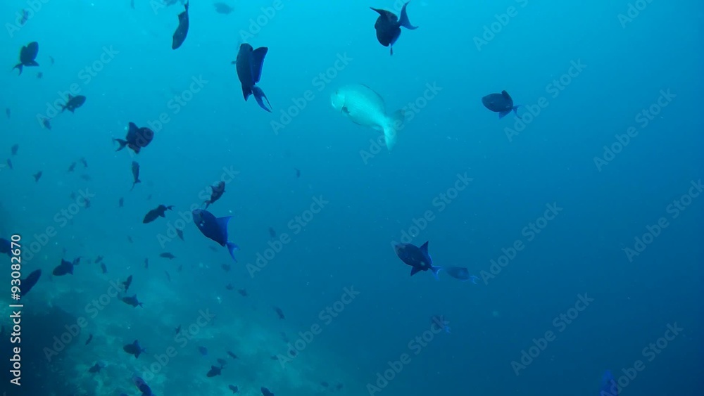 two-spot red snapper (Lutjanus bohar) swim in a school of Red-toothed ...