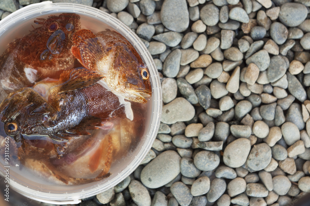 Fresh fish Scorpaena porcus. Gutted fish. Several freshly caught fishes ...