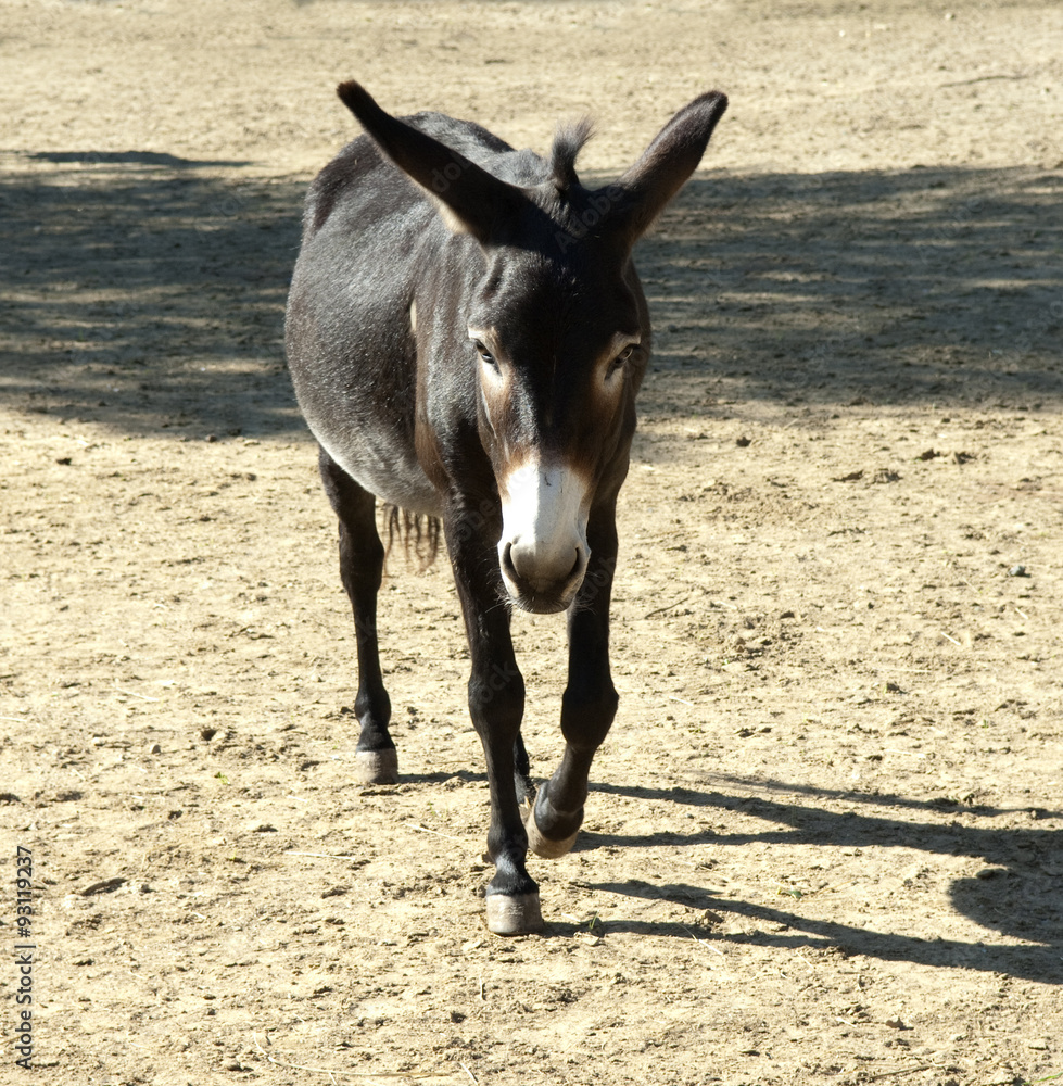 Poitou Esel, Poitou-Esel, Esel; Equus, asinus, Stock Photo | Adobe Stock