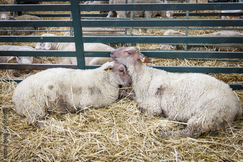 Oveja merina blanca. Oveja merina extremeña. Ovejas en el granero ...