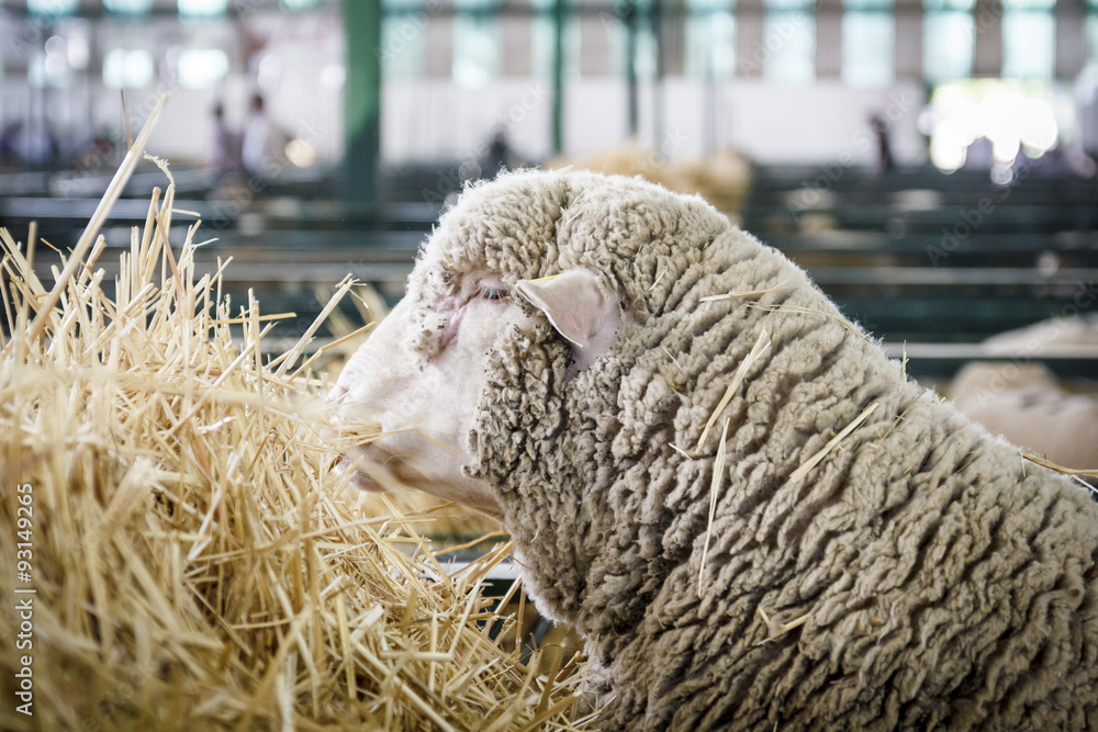 Oveja merina blanca. Oveja merina extremeña. Ovejas en el granero ...