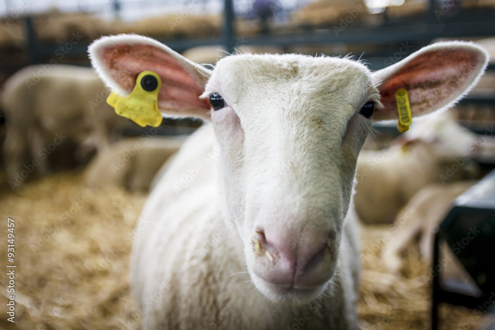 Oveja merina blanca. Oveja merina extremeña. Ovejas en el granero ...
