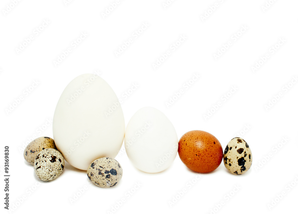 different size eggs domestic poultry. different size eggs domestic ...