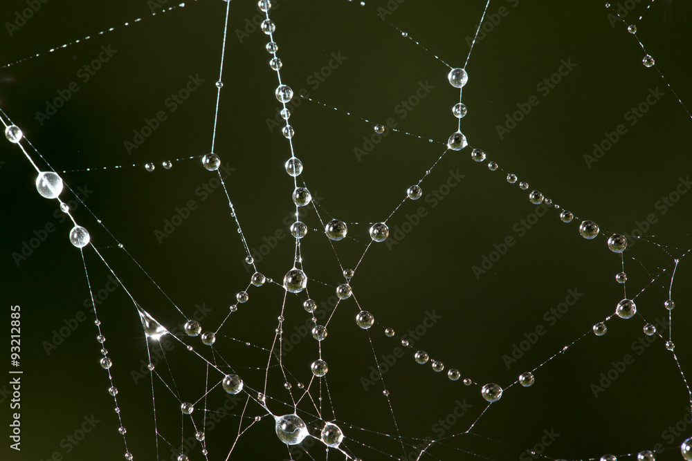 water droplets on a spider web in nature Stock Photo | Adobe Stock