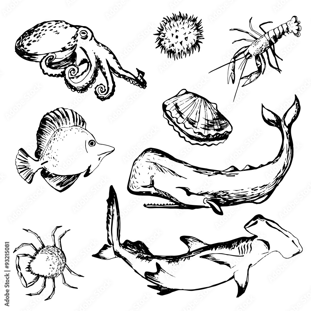 Hand drawn sea life: shellfish, lobster, sperm whale, shark Stock ...