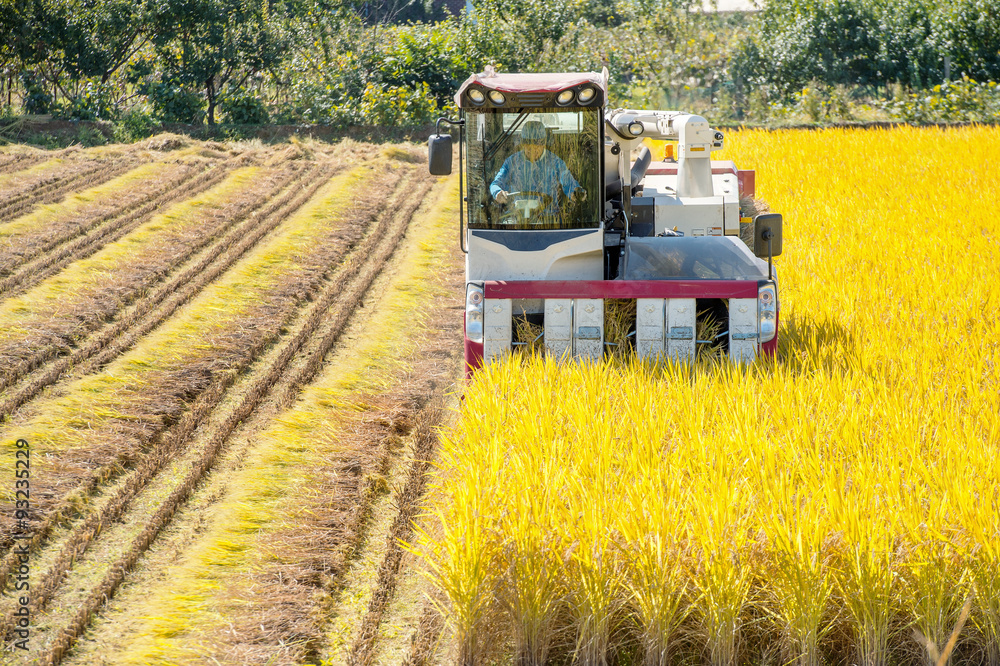 Rice Harvest Combine