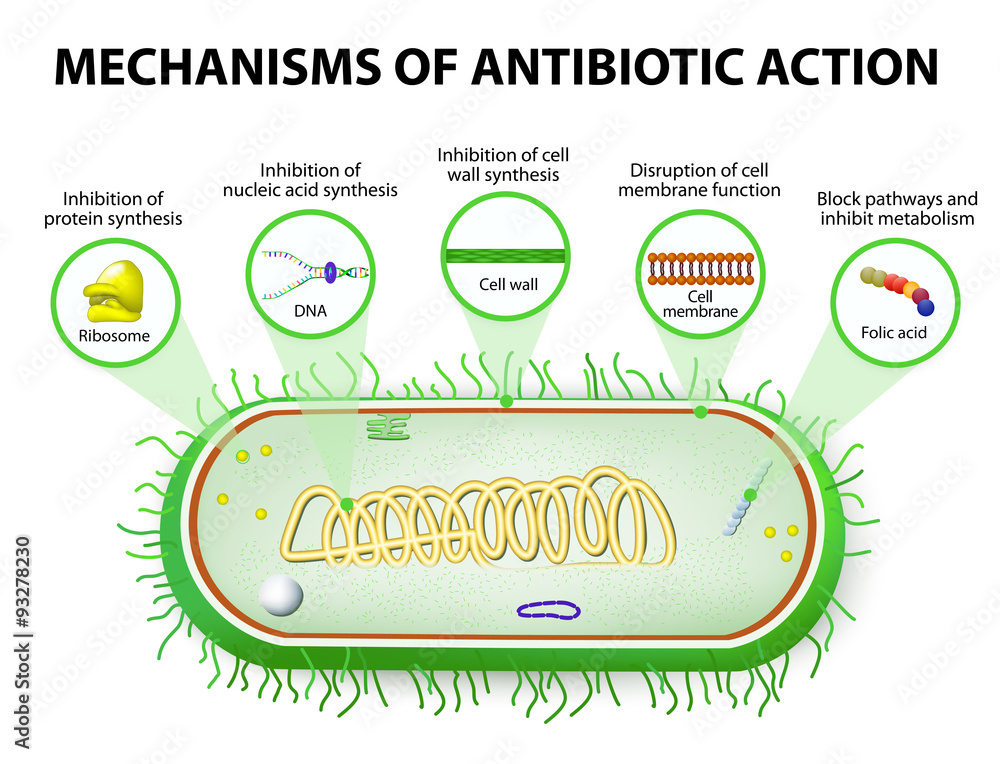 Mechanisms of Action of Antimicrobials Stock Vector | Adobe Stock