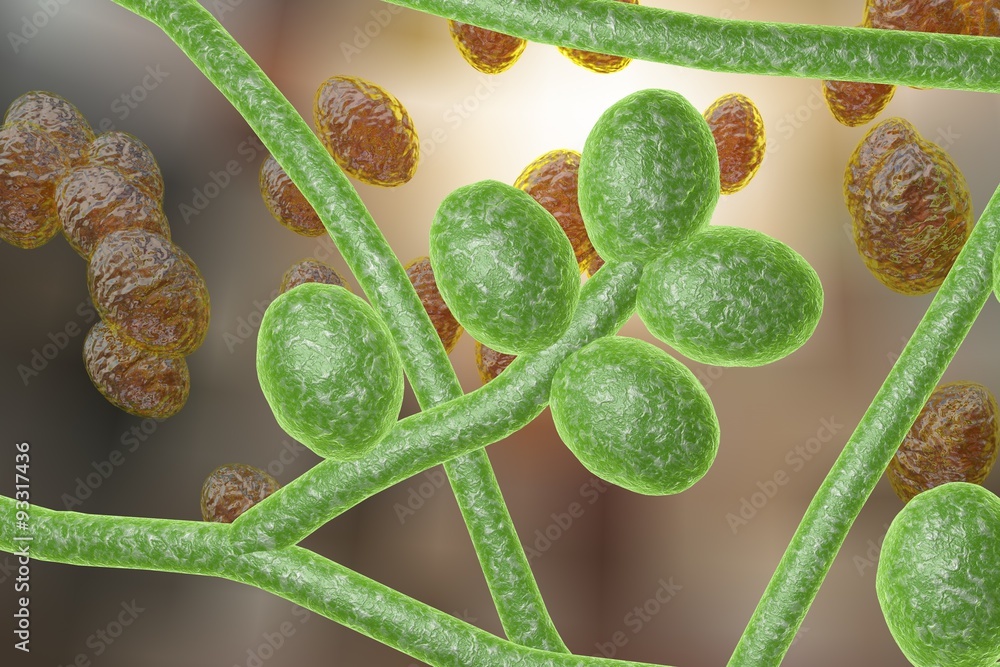 Microscopic illustration of fungi Trichophyton rubrum which cause tinea ...