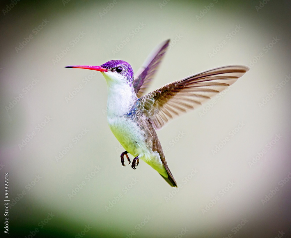 Violet Crowned Hummingbird. Using different backgrounds the bird ...