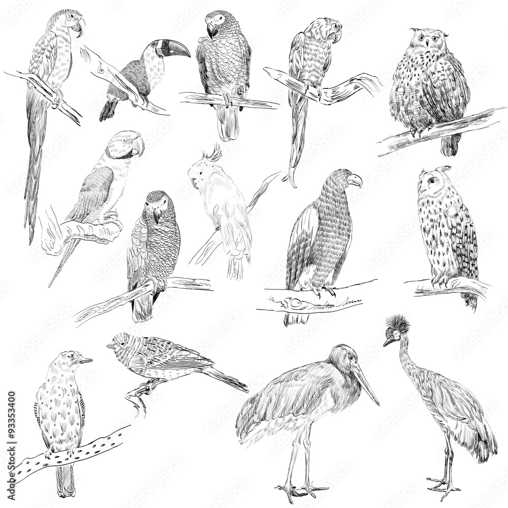 vector birds vector de Stock | Adobe Stock